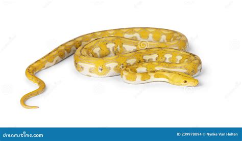 Python Retikon Auf Weißem Hintergrund Stockfoto Bild Von Retikuliert
