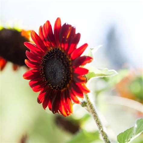 All About Wild Sunflowers And How To Grow Green Garden Cottage