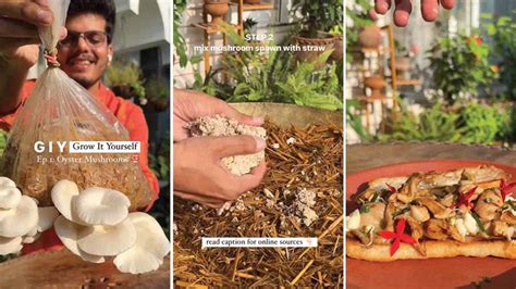 Digital Creator Abhinav Yadav Shares His Reel About Growing Oyster Mushrooms At Home Telegraph