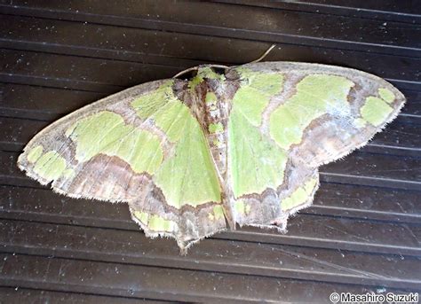 Agathia Visenda Curvifiniens