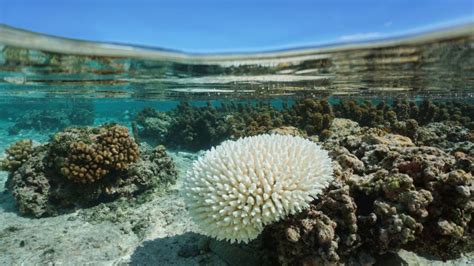 Phd On Microbiome Of Pag Corals The Coral Reef Research Hub Posted On