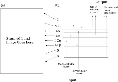 Primary Visual Cortex V1