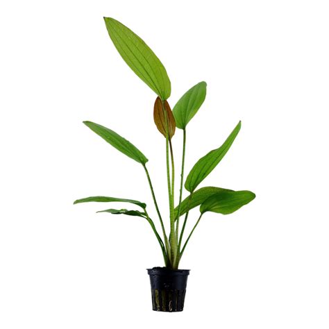 Echinodorus 'Rosé' - Tropica Aquarium Plants