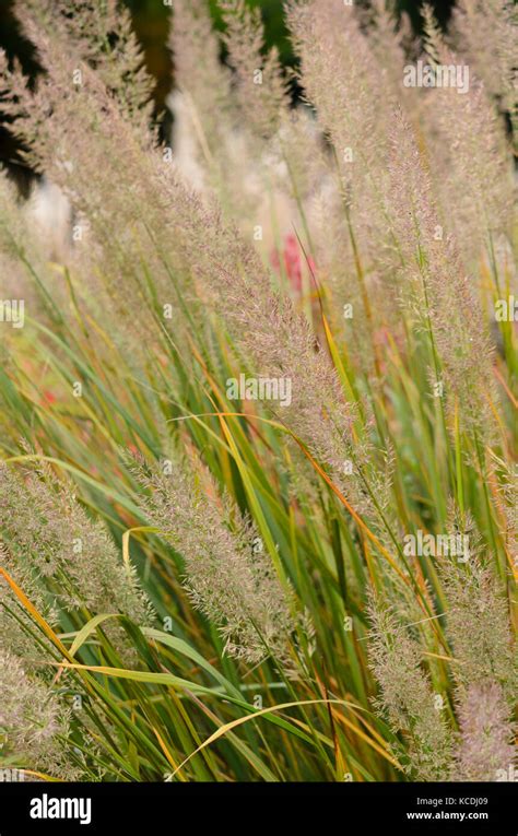 Feather Reed Grass Calamagrostis Arundinacea Var Brachytricha Syn