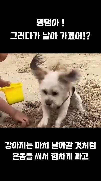 아이와 강아지 바닷가에서 맞주한 최대 위기 강아지 Youtube