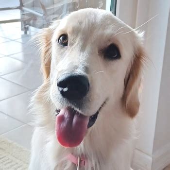 Bella Alexia 4201 Golden Retriever Rescue Of Mid Florida
