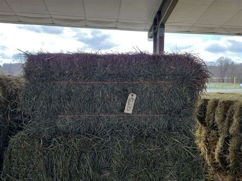 20 2nd Timothy Alfalfa Orchard Grass Rogers Community Auction Inc
