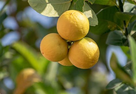 Lemon Tree Care 10 Tips Lemon Paraiso