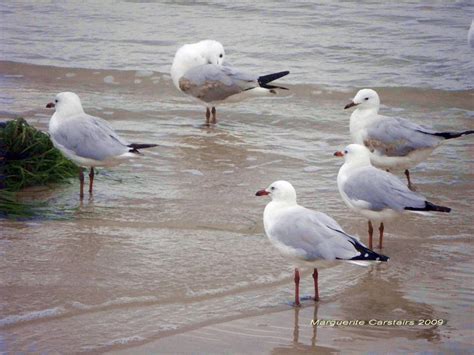 Coastal Art Maggi Seagulls On The Shore