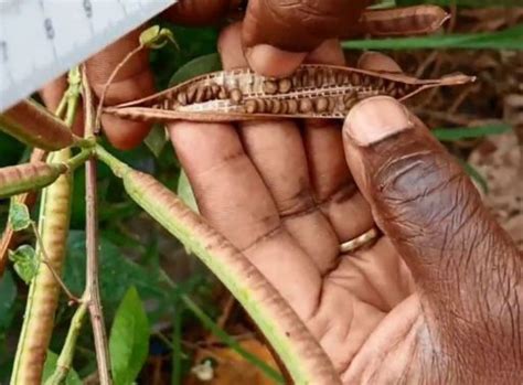 Beneficios Y Propiedades Medicinales Del Café De Brusca