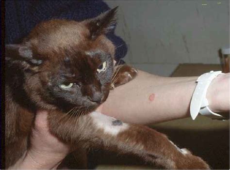 Feline Skin Infection And Pictures Of Cat Skin Problems