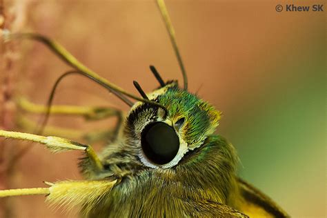 Butterflies Of Singapore The Butterfly Labial Palps