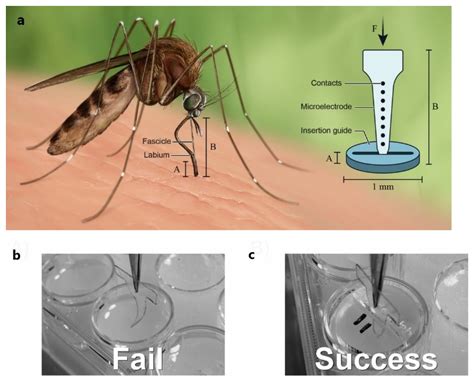 Micromachines Free Full Text Research Progress On The Flexibility Of An Implantable Neural