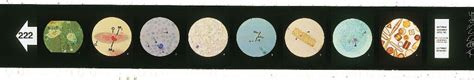the kingdom protista microslides prepared slides