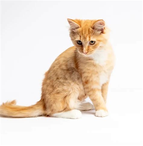 Understanding Feline Body Language Cat Protection Society Of Victoria