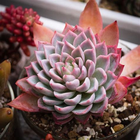 Echeveria Violet Queen Succulents Echeveria