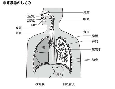 呼吸器のしくみの検索結果 Yahooきっず検索