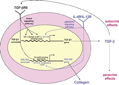 Activation of the type 1 collagen and TGF β 1 genes in fibroblasts via