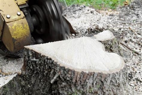 How To Use A Stump Grinder Vertikal UK
