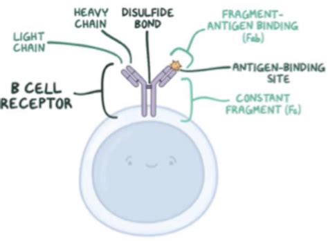 Defence Against Extracellular Pathogens Flashcards Quizlet