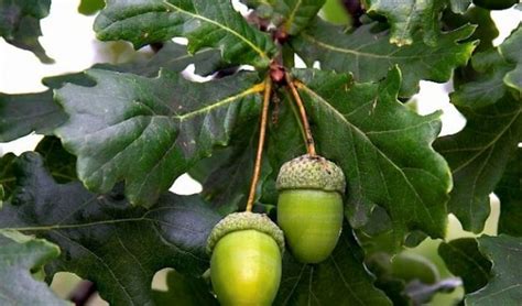 Stejarul și Proprietățile Sale Curative