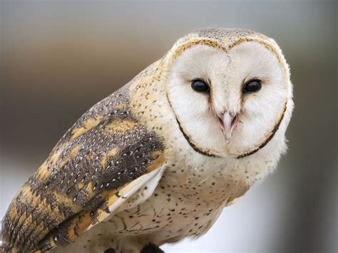 Leeupoort Se Nonnetjiesuile Leeupoort