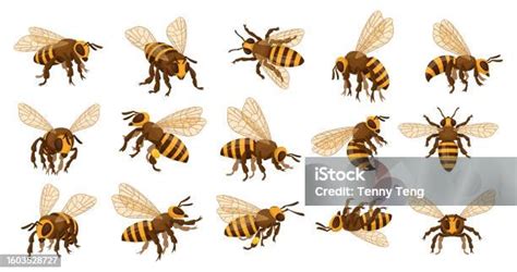 꿀벌 세트 만화 비행 곤충 날개 달린 꿀벌 귀여운 줄무늬 땅벌 곤충 플랫 벡터 일러스트레이션 컬렉션 꿀벌 곤충 0명에 대한 스톡 벡터 아트 및 기타 이미지 Istock