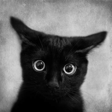 Dark Khaos On Tumblr