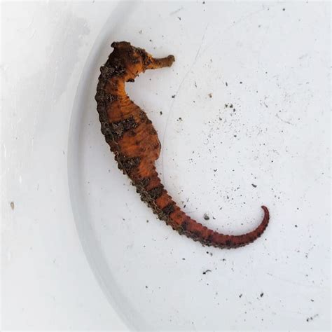 近海産海水魚甲殻類海洋生物深海生物深海魚