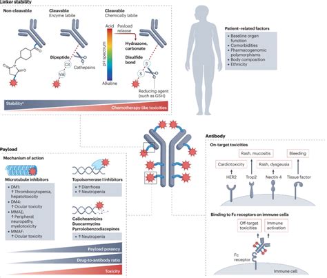 Effects Of Adc Toxicity And Optimization Strategies