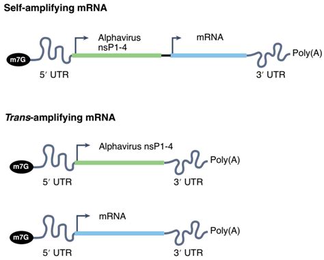 Mrna 合信成生物 Mrna定制 Mrna合成 Mrna服务 临床概念验证解决方案