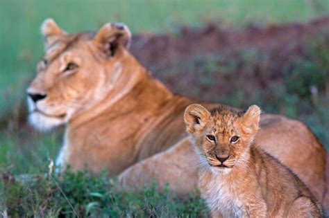 Premium Photo Lioness And Cub