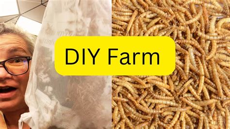 How To Set Up A Mealworm Farm Youtube