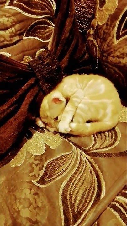 ولد طيب جدا Youtube