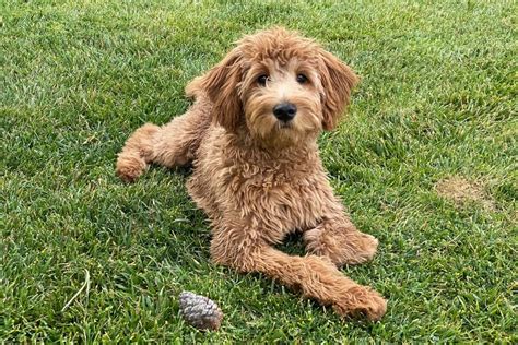 F1b Goldendoodle All About Doodle Generations