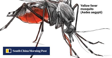 Everything You Need To Know About Dengue Fever South China Morning Post