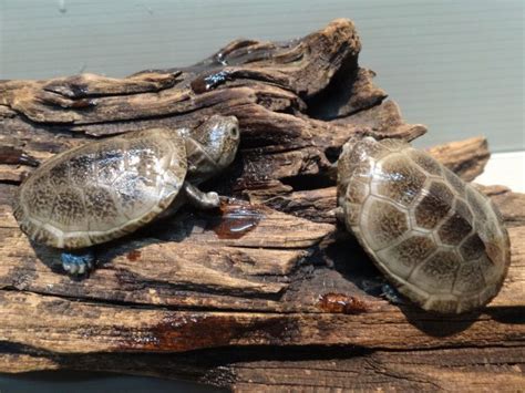 Upemba Mud Turtle Alchetron The Free Social Encyclopedia