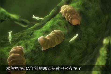 在地球存活了5亿年的生物煮不烂也冻不死能在外太空繁衍后代 生物 能在 后代