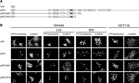 Truncated Apc Can Target B Catenin For Degradation A Schematic Download Scientific