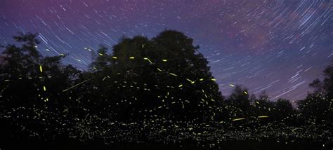 Fireflies ‘jewels Of The Night That May Be Disappearing New Jersey Conservation Foundation