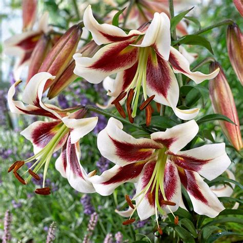 Beverley's Dream Orienpet Lily Bulbs, Lilium | American Meadows