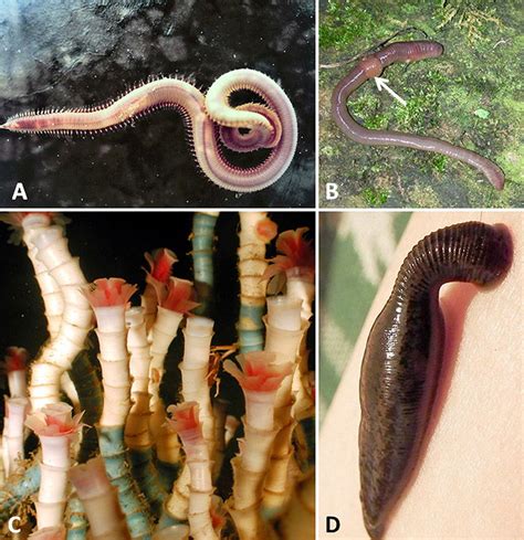 Annelids Encyclopedia Of Arkansas