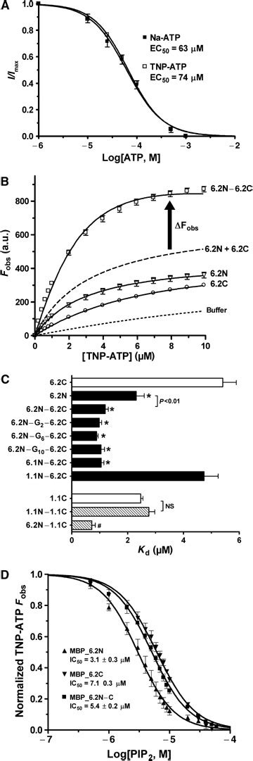 Kir62 N And C Terminal Interactions Enhance Tnp Atp But Not Pip2