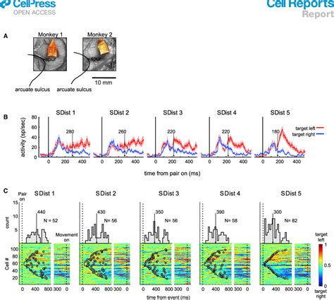 Figure 2 From Dorsal Premotor Cortex Neurons Signal The Level Of Choice Difficulty During