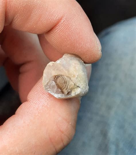 Composita Brachiopod With Spiralia Member Collections The Fossil Forum