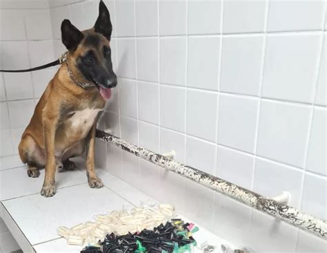 Cadela Da Pm Fareja Drogas E Suspeitos Em Fuga São Presos Na Serra A