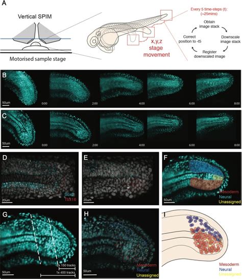 Neuromesodermal Progenitors Are A Conserved Source Of Spinal Cord With Divergent Growth Dynamics