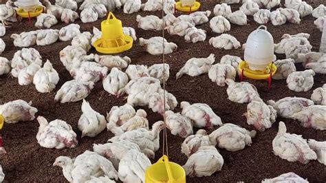 আজকে মুরগির বয়স ২৭ দিন। Youtube