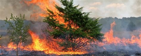 Move Brush Piles Dead Trees And Volatile Vegetation Away From