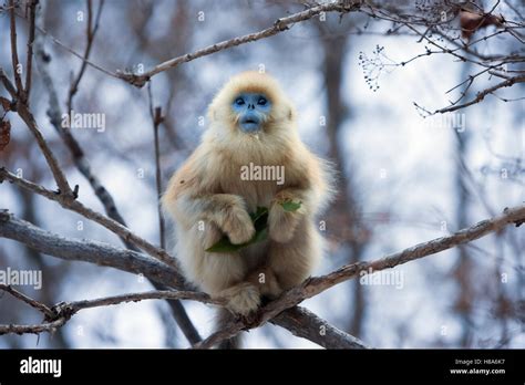 Golden Snub Nosed Monkey Rhinopithecus Roxellana Juvenile Sitting